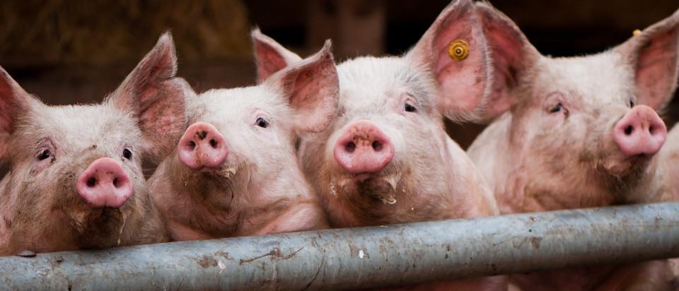 praseta - ПЕРИСКОП